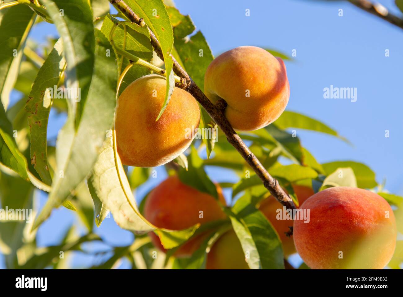 Peach growing on tree hi-res stock photography and images - Alamy