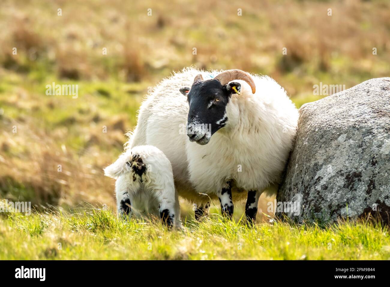 A blackface sheep family in a field in County Donegal - Ireland Stock ...