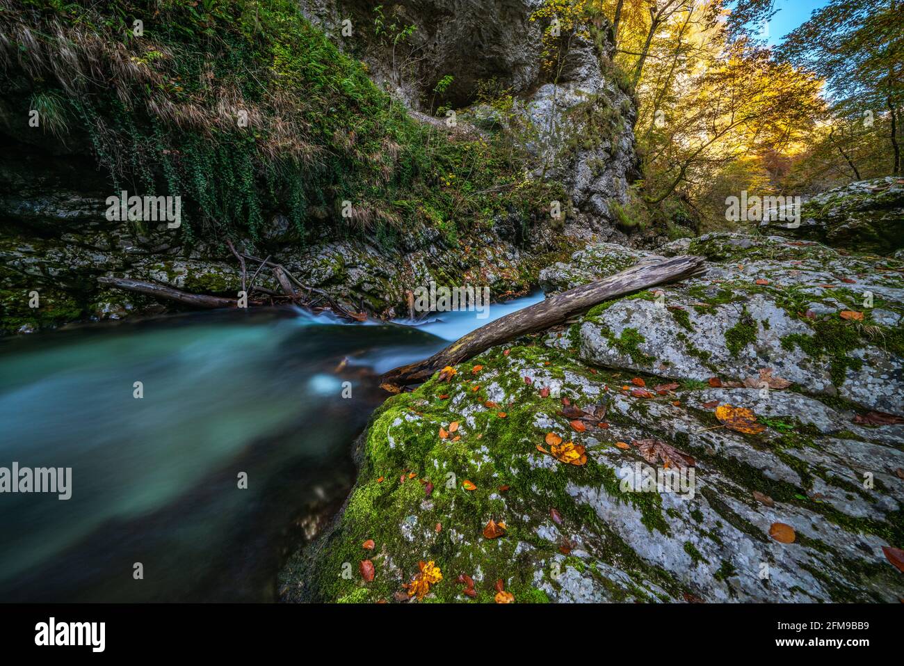 Gorgeous fall scene. The fall colors look great in the deep woods. View ...
