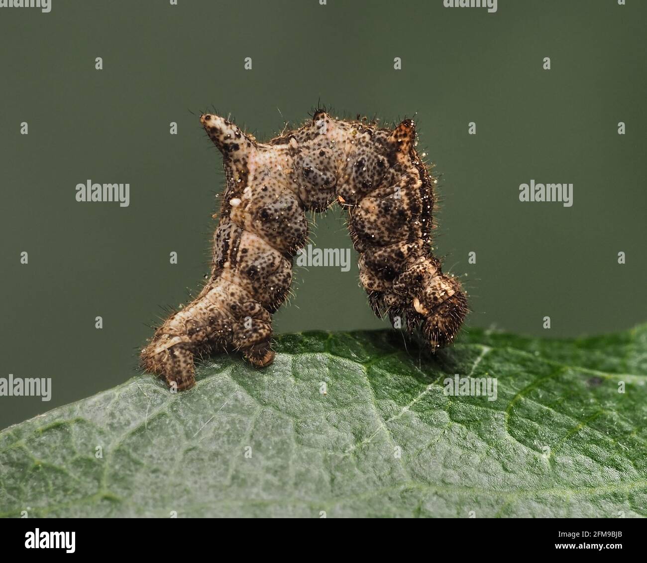 Lilac Beauty moth caterpillar (Apeira syringaria) crawling on leaf ...