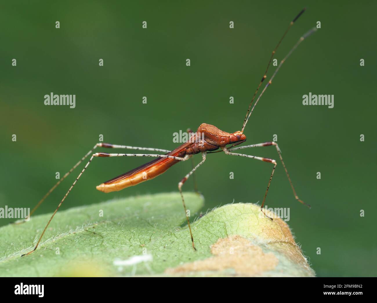 Metatropis rufescens Stilt bug sitting on leaf. Tipperary, Ireland ...