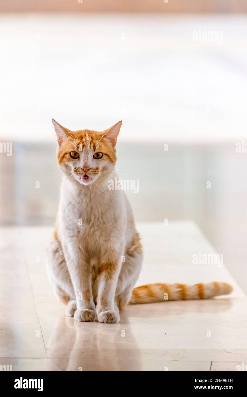 A single cat portrait Stock Photo - Alamy