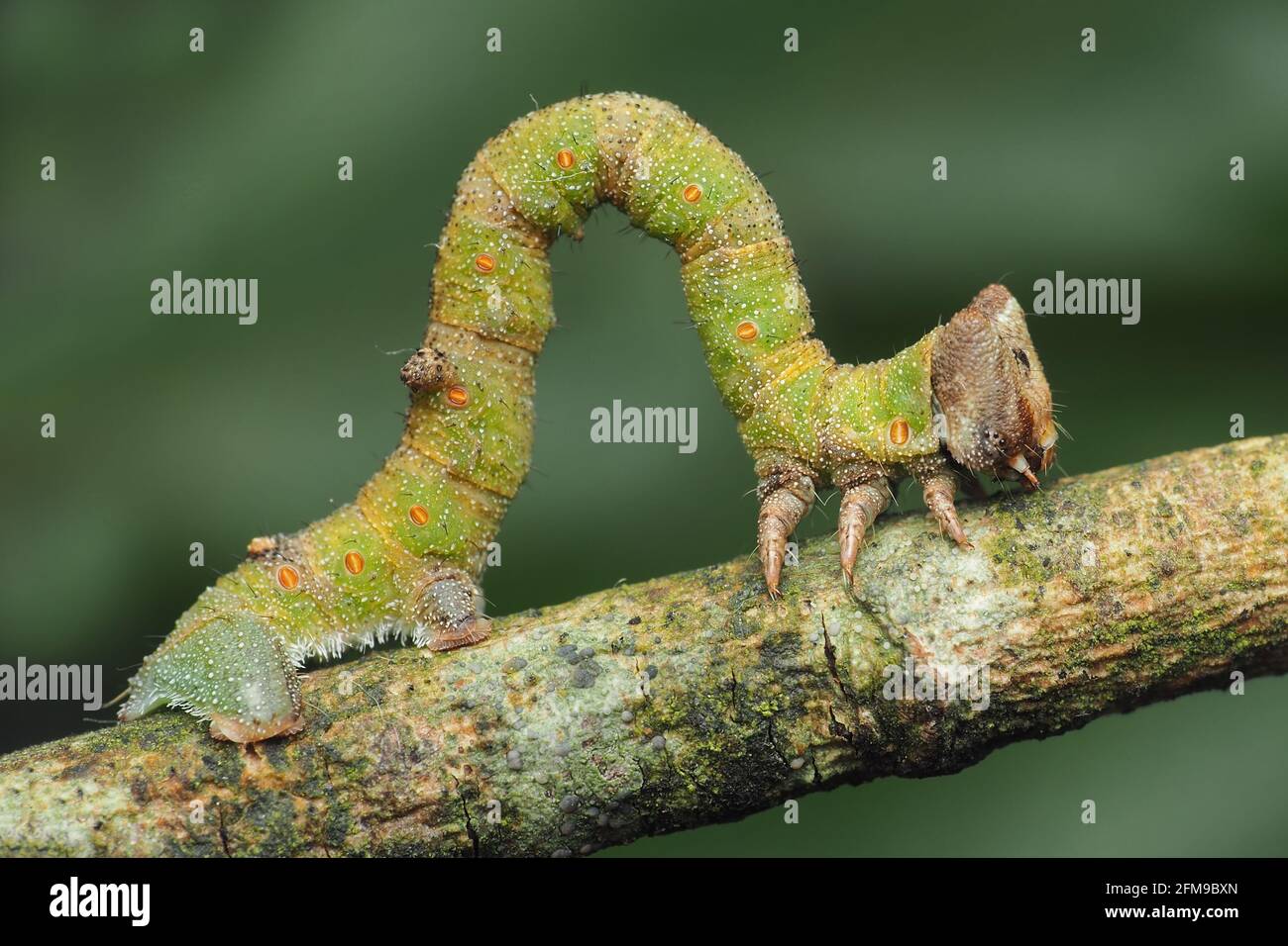 Peppered Moth Caterpillar (Biston betularia) crawling along branch ...