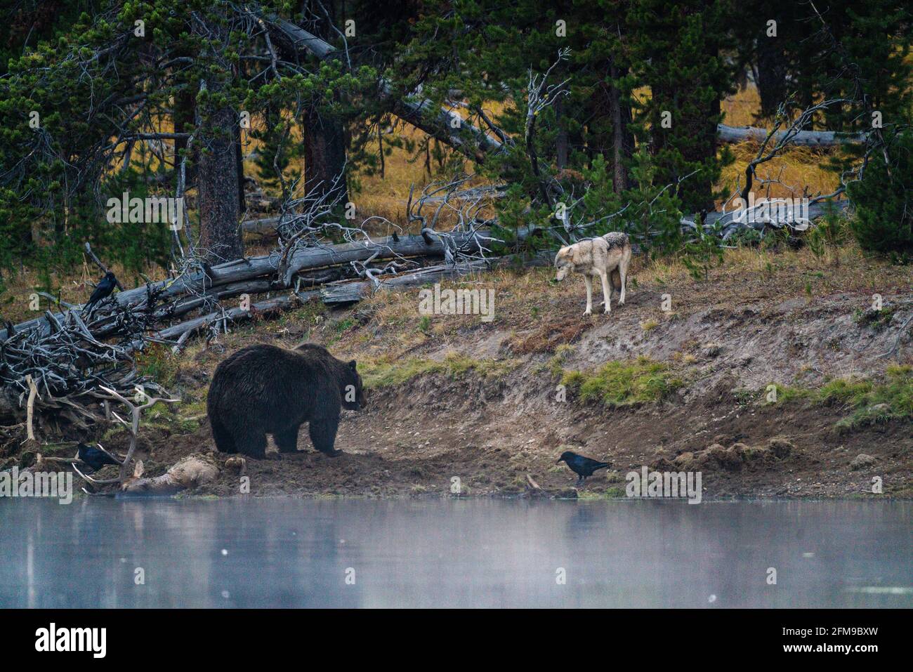 The wolf tried nabbing a bite of the bear's elk kill for almost five ...