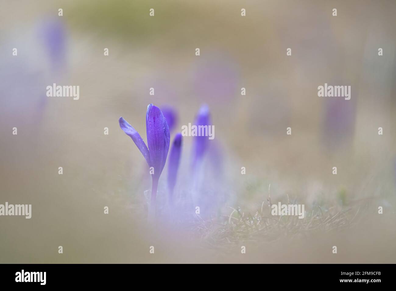 Wild spring crocus flowers Stock Photo - Alamy