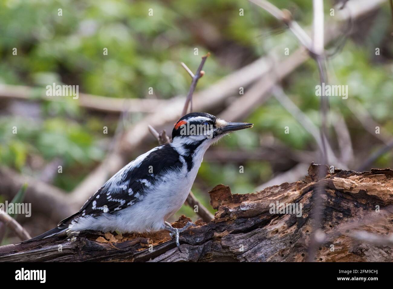 hairy woodpecker (Leuconotopicus villosus Stock Photo - Alamy