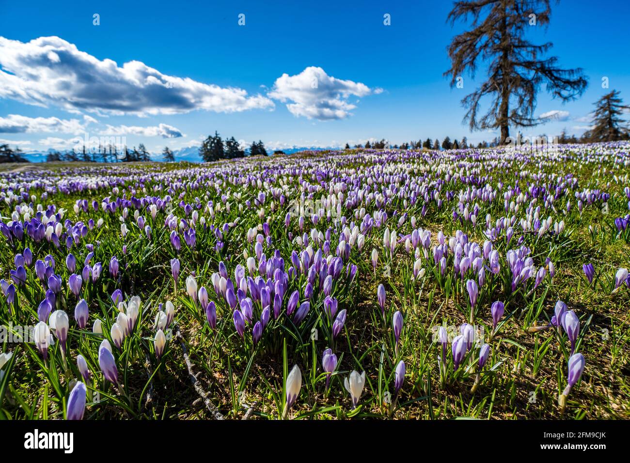 Beautiful meadow with crocus flowers in South Tyrol, Italian Alps Stock ...