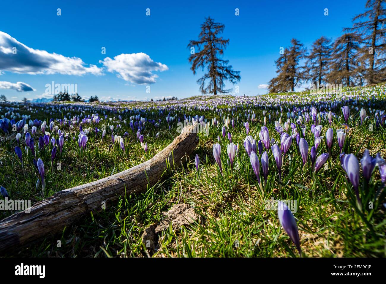Beautiful meadow with crocus flowers in South Tyrol, Italian Alps Stock ...
