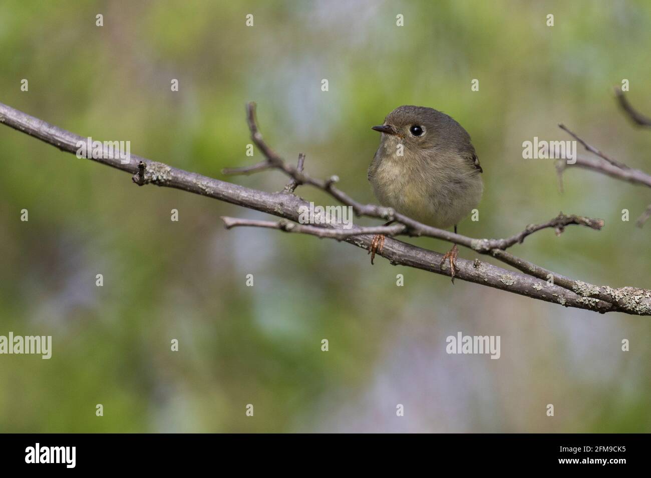ruby-crowned kinglet (Regulus calendula) in spring Stock Photo - Alamy