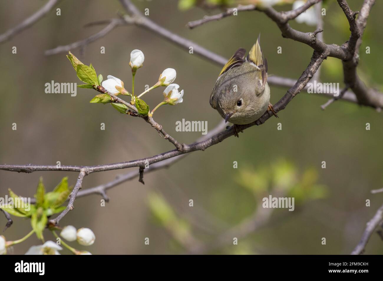 ruby-crowned kinglet (Regulus calendula) in spring Stock Photo - Alamy