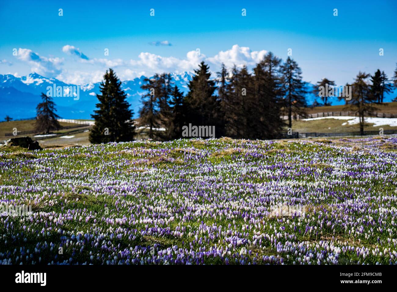 Beautiful meadow with crocus flowers in South Tyrol, Italian Alps Stock ...