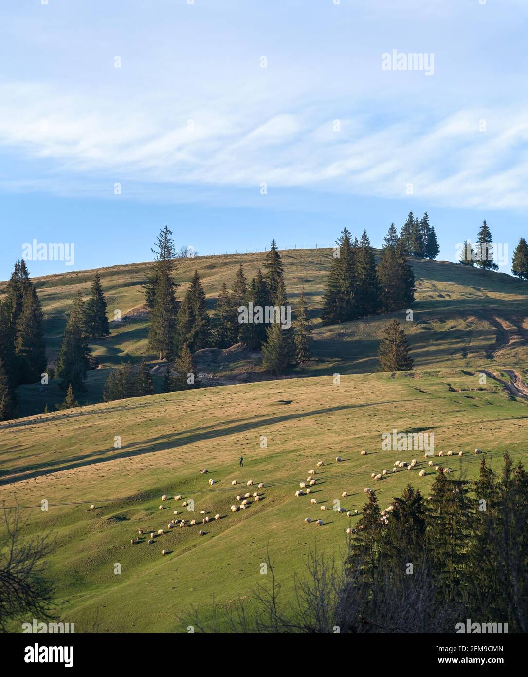 Sheep eating tree hi-res stock photography and images - Alamy