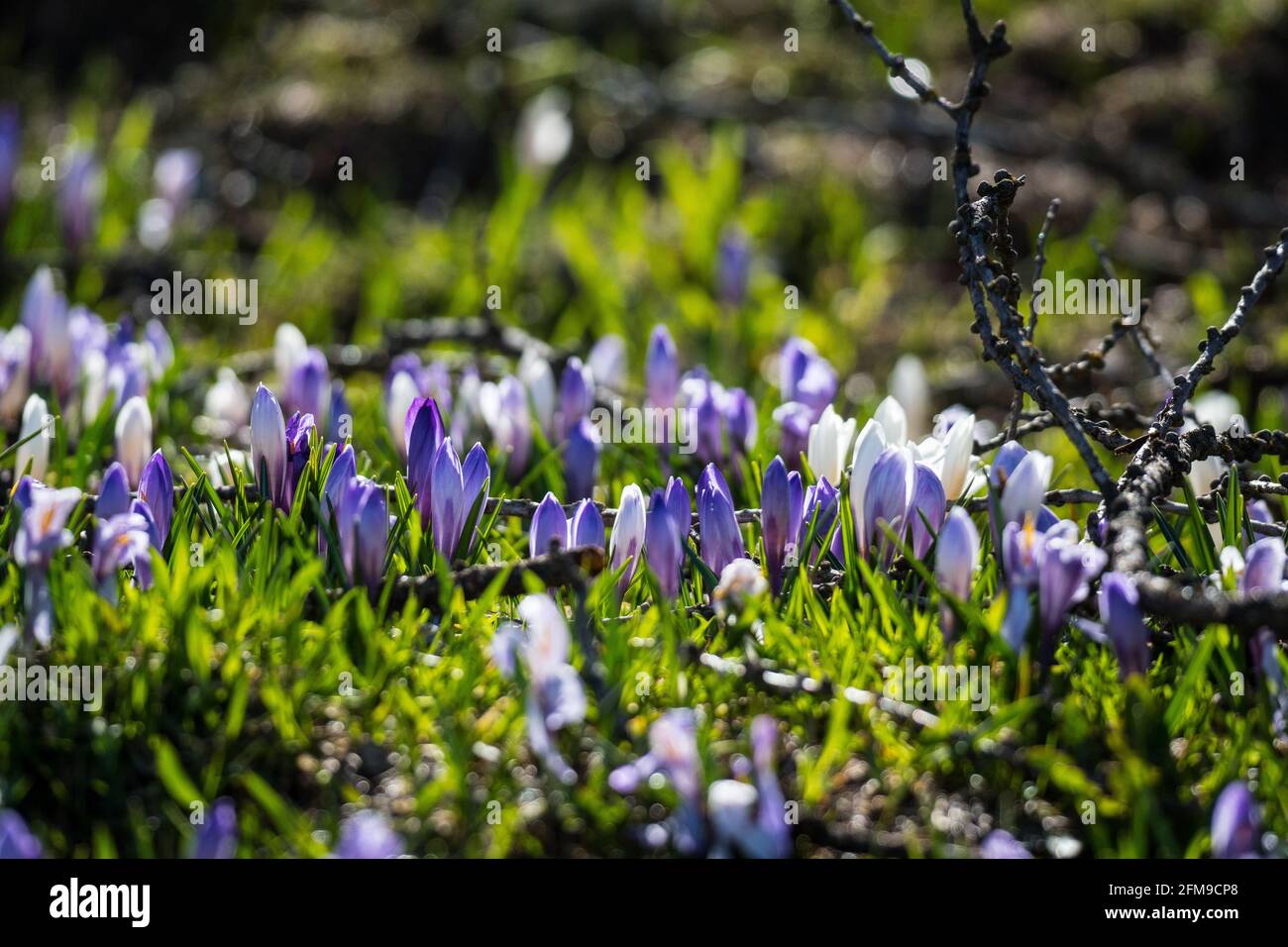 Selective focus shot of crocus vernus flowers growing in South Tyrol ...