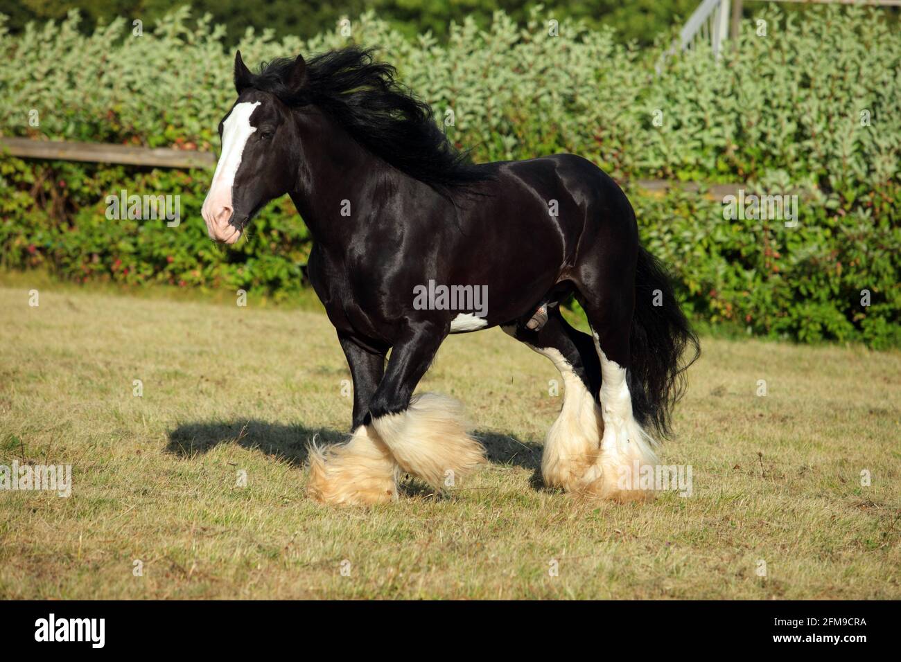 Black shire horse hi-res stock photography and images - Alamy