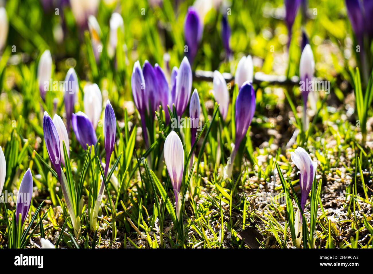 Selective focus shot of crocus vernus flowers growing in South Tyrol ...