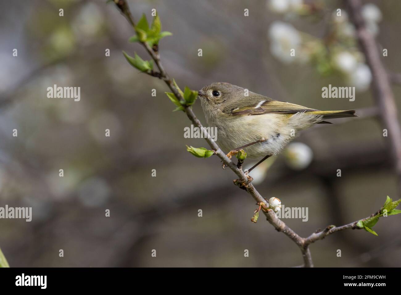 ruby-crowned kinglet (Regulus calendula) in spring Stock Photo - Alamy