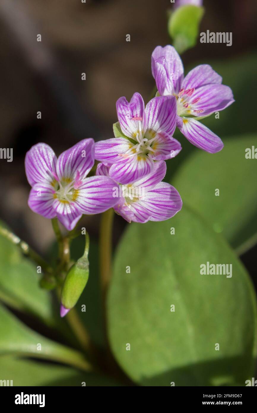 Claytonia caroliniana (Carolina spring-beauty) flowers Stock Photo - Alamy