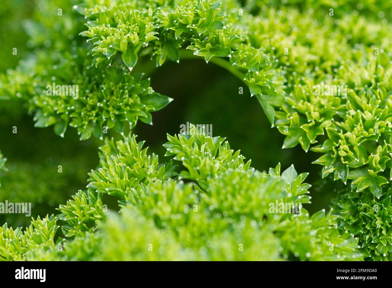 Petroselinum crispum moss curled hi-res stock photography and images ...