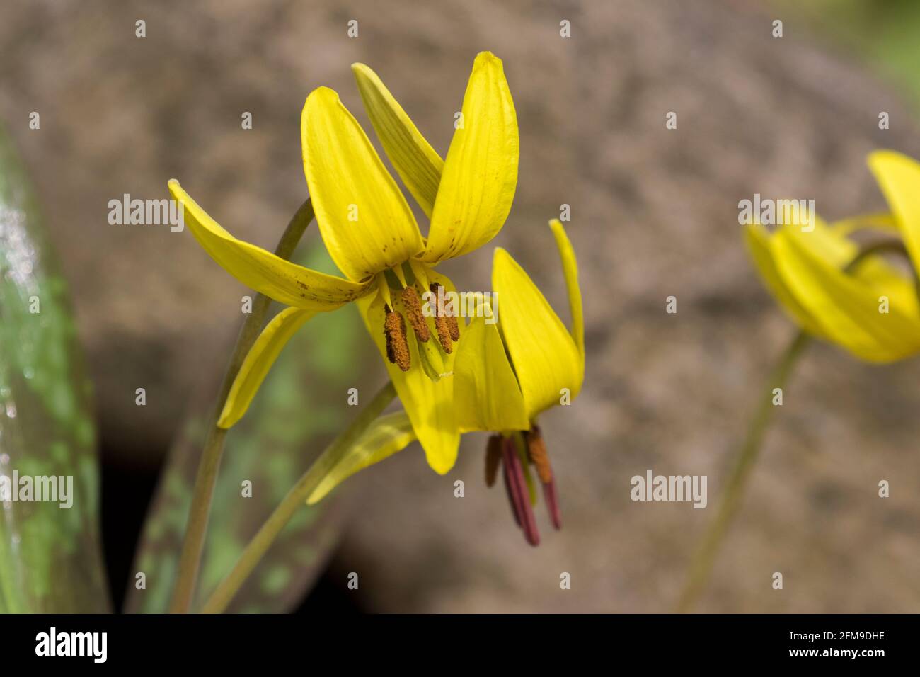 Erythronium americanum, the trout lily, yellow trout lily, or yellow ...