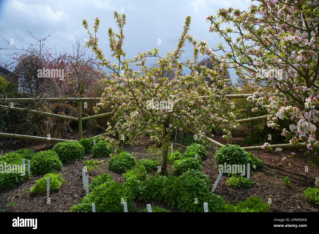 Malus domestica 'Bramley's Seedling Apple trees growing in an ...