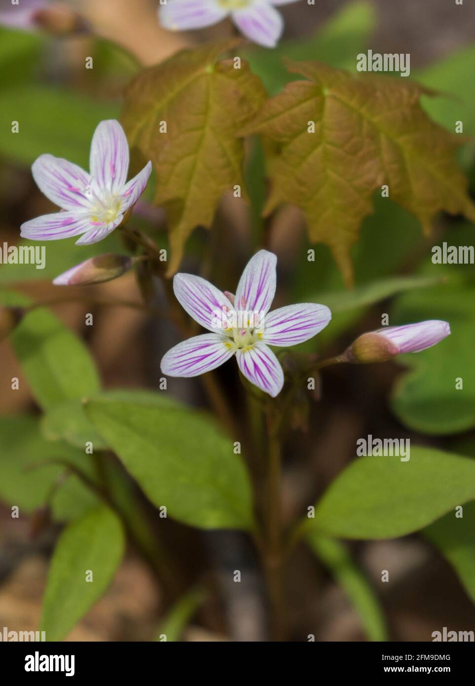Claytonia caroliniana (Carolina spring-beauty) flowers Stock Photo - Alamy