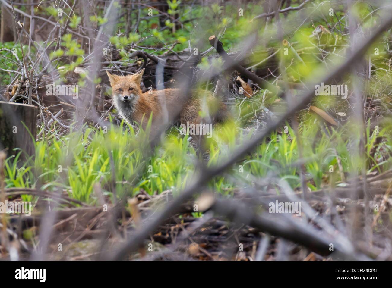 Red fox cub in snow hi-res stock photography and images - Alamy