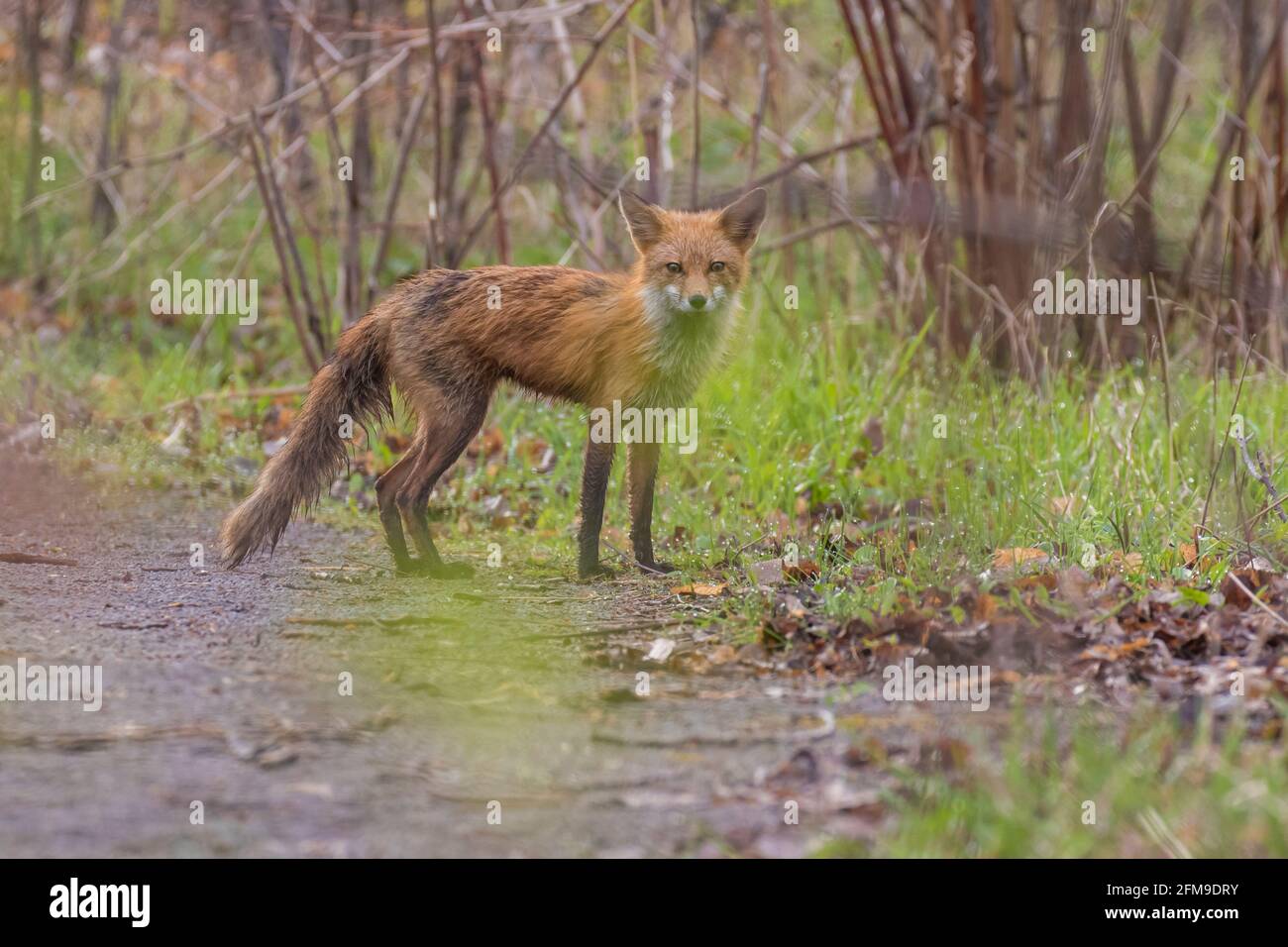 red fox in spring Stock Photo - Alamy