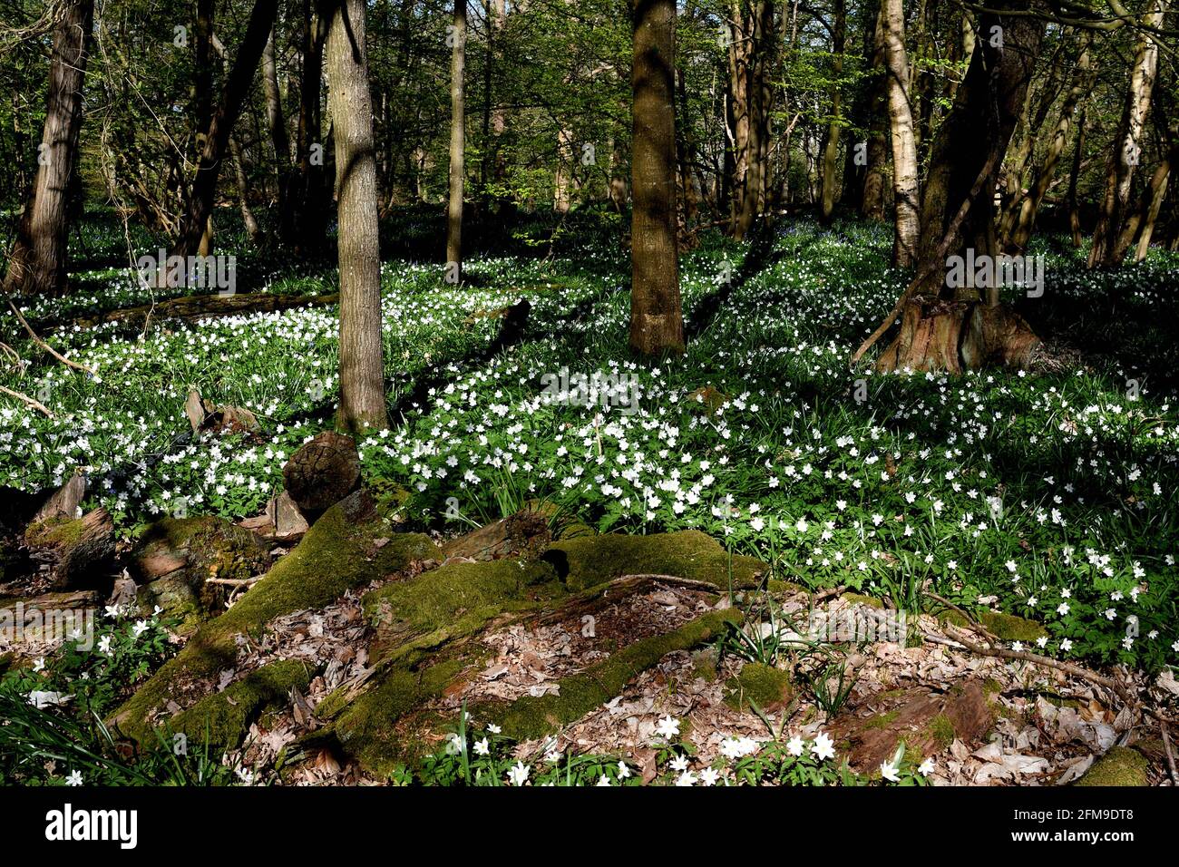 Ancient woodland uk Stock Photo - Alamy