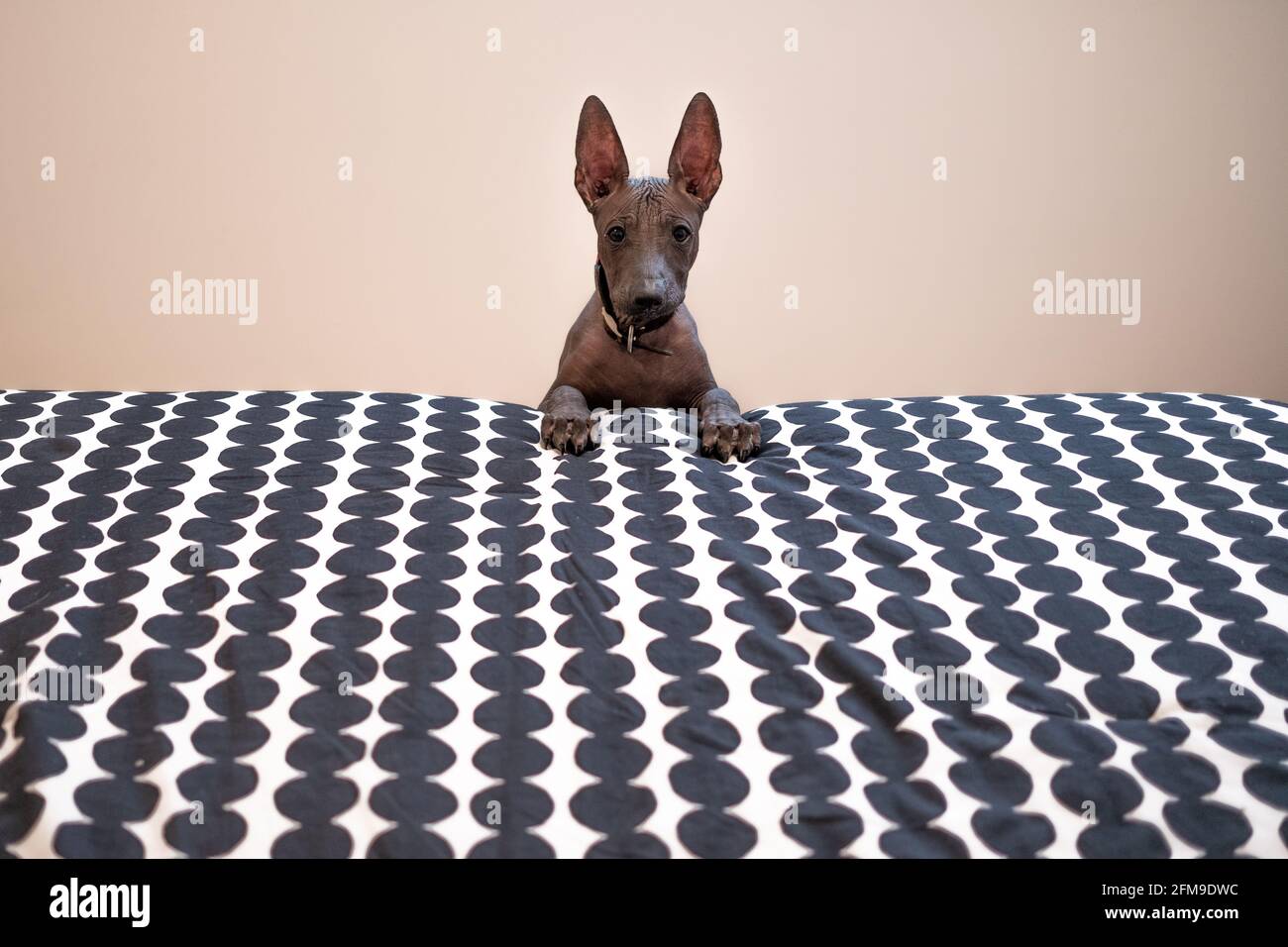 Xoloitzcuintle puppy hi-res stock photography and images - Alamy