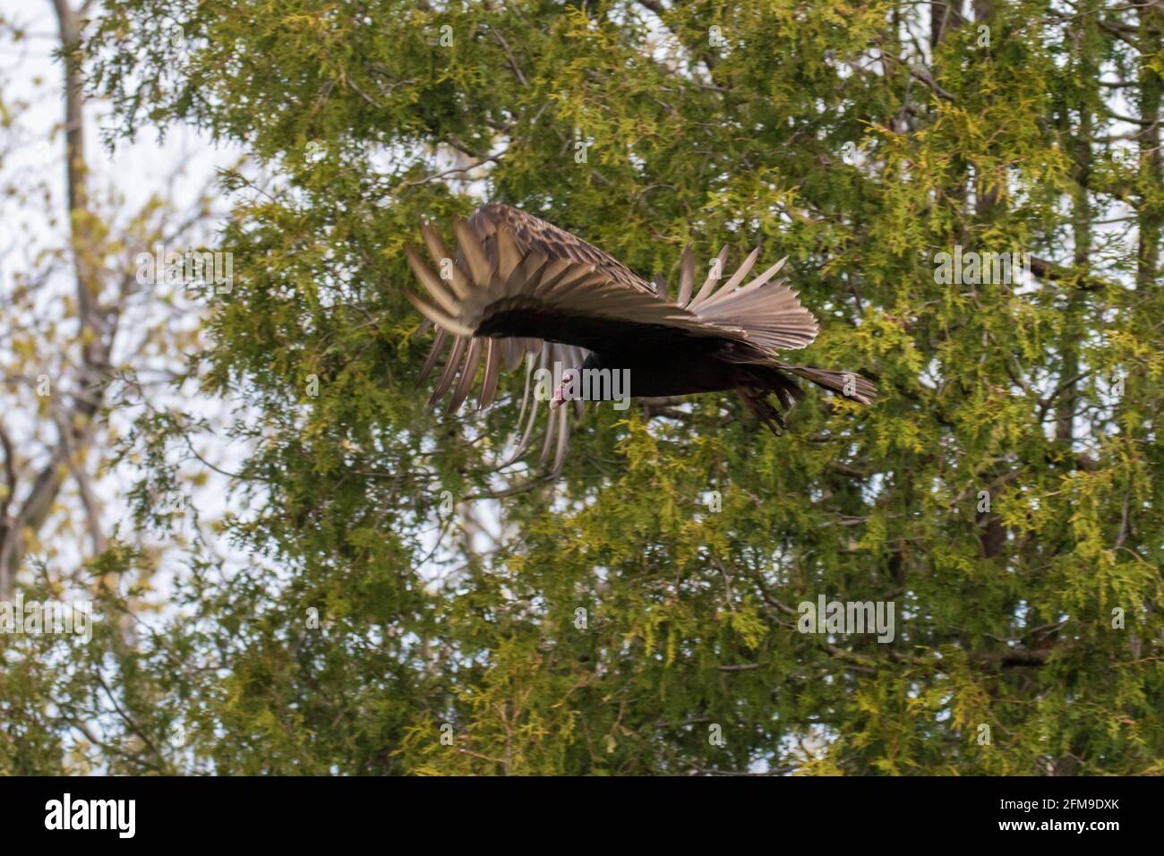 Turkey vulture (Cathartes aura) in spring migration Stock Photo - Alamy