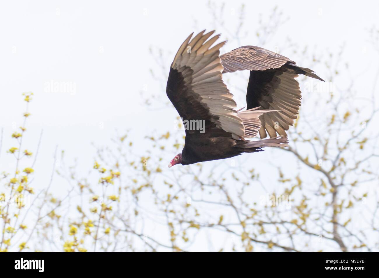 Turkey vulture (Cathartes aura) in spring migration Stock Photo - Alamy