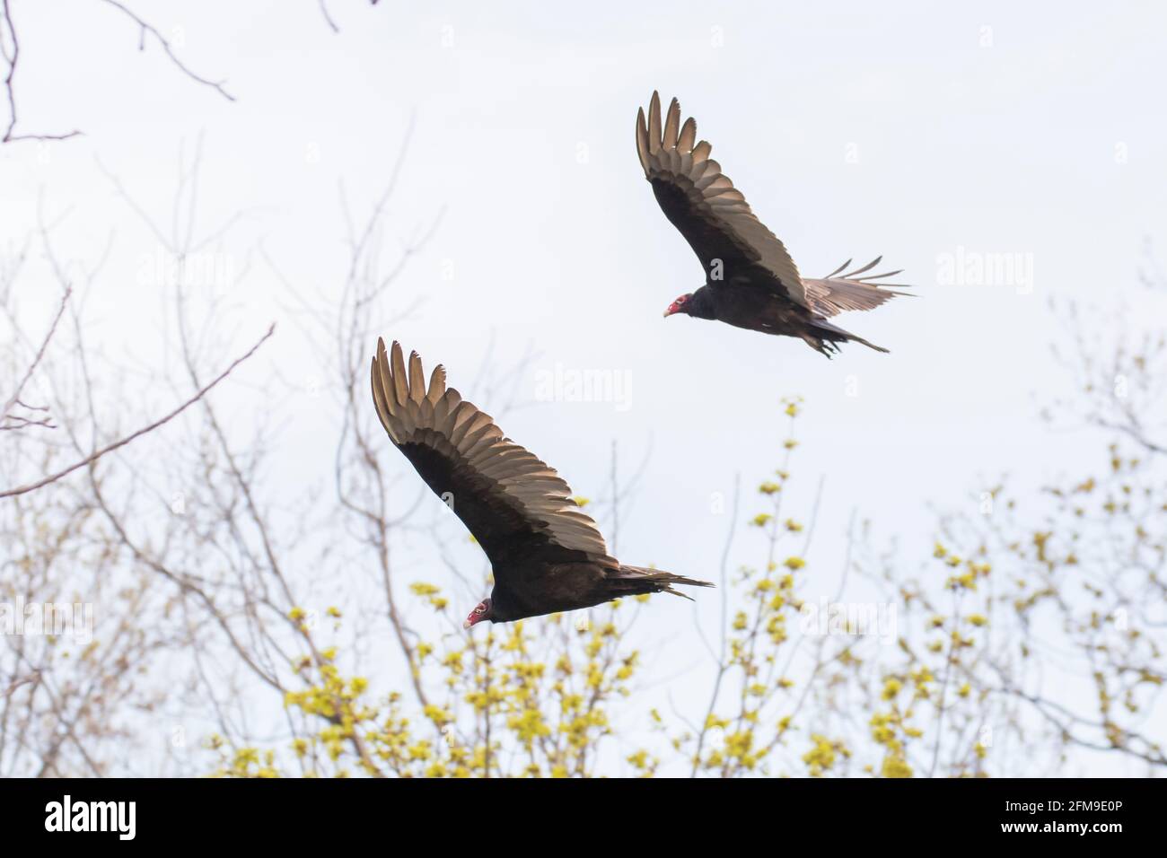 Turkey vulture (Cathartes aura) in spring migration Stock Photo - Alamy