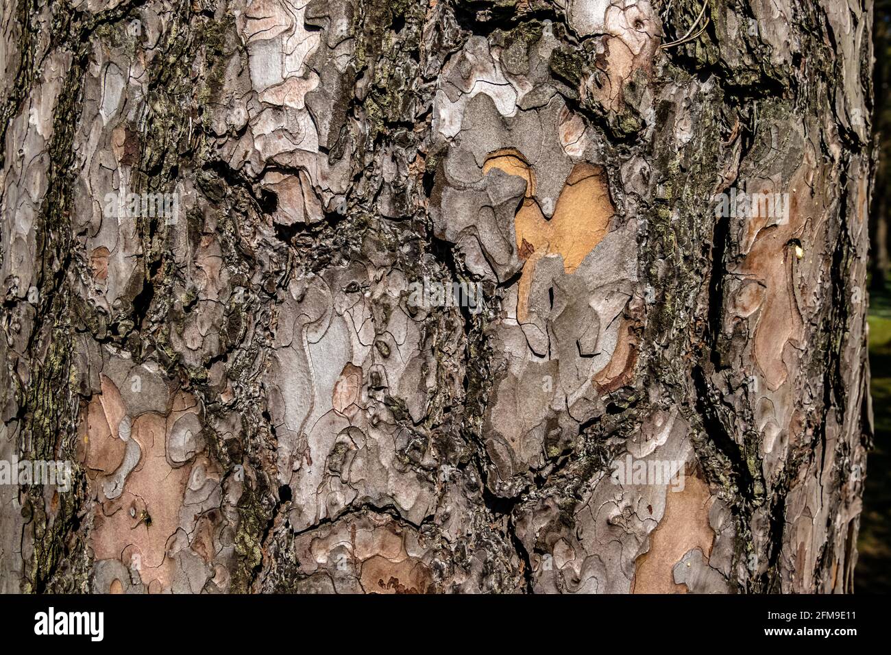 A seamless texture of tree bark - cool for wallpaper or background ...