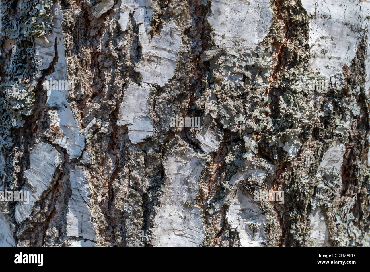 A seamless texture of tree bark - cool for wallpaper or background ...