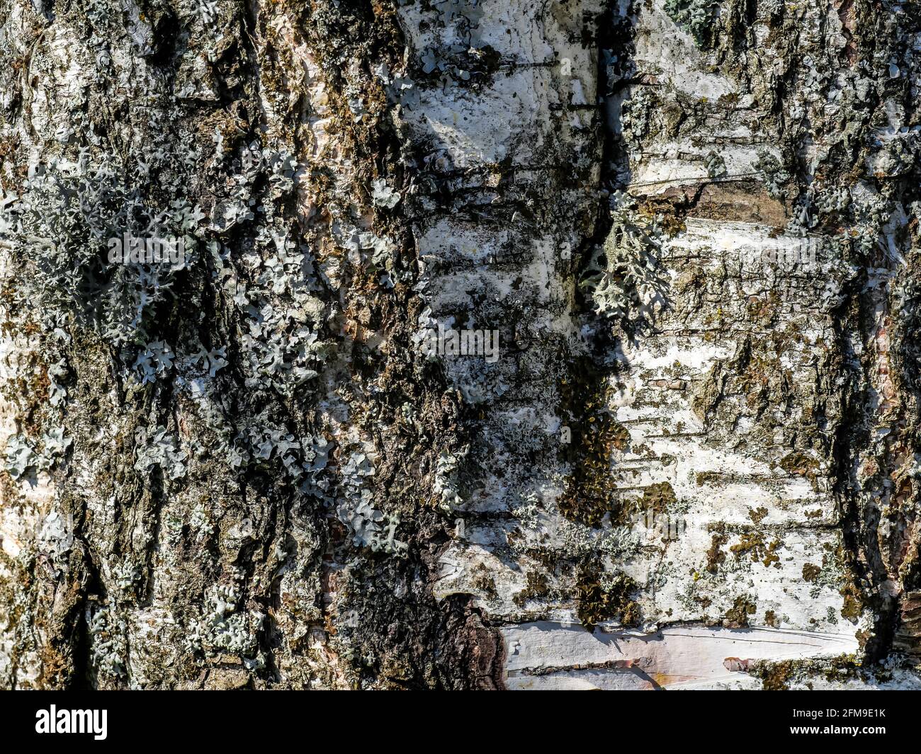 Seamless tree bark wood texture hi-res stock photography and images - Alamy