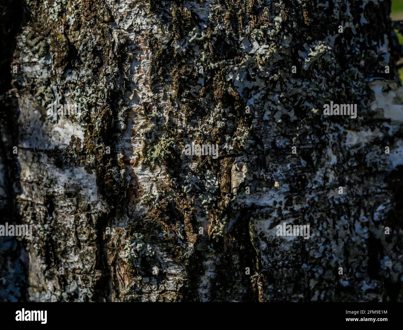 A seamless texture of tree bark - cool for wallpaper or background ...