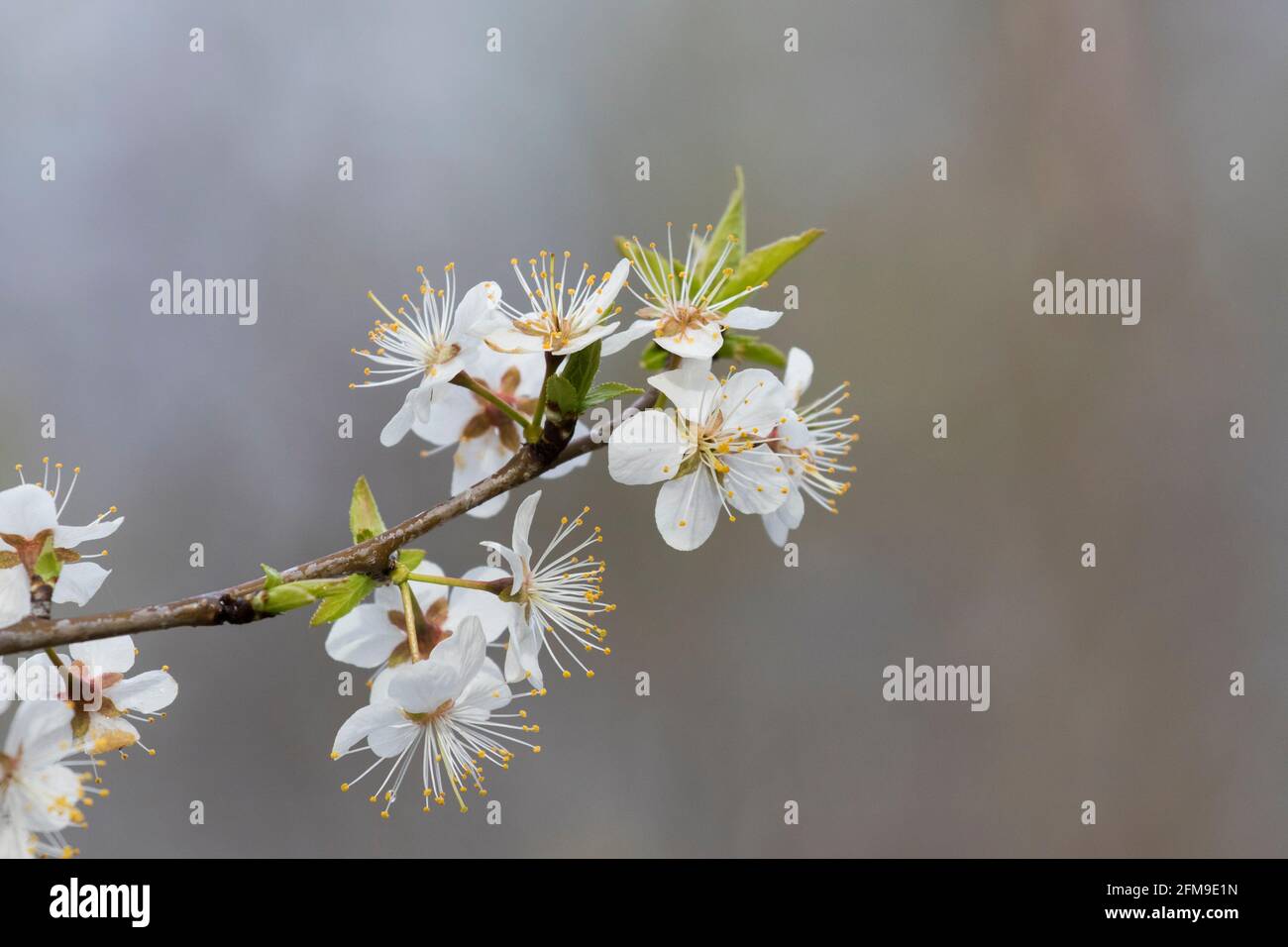 Blackthorn bush flowering blossoming hi-res stock photography and ...