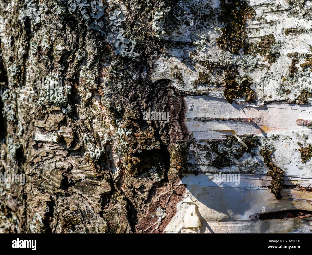 A seamless texture of tree bark - cool for wallpaper or background ...