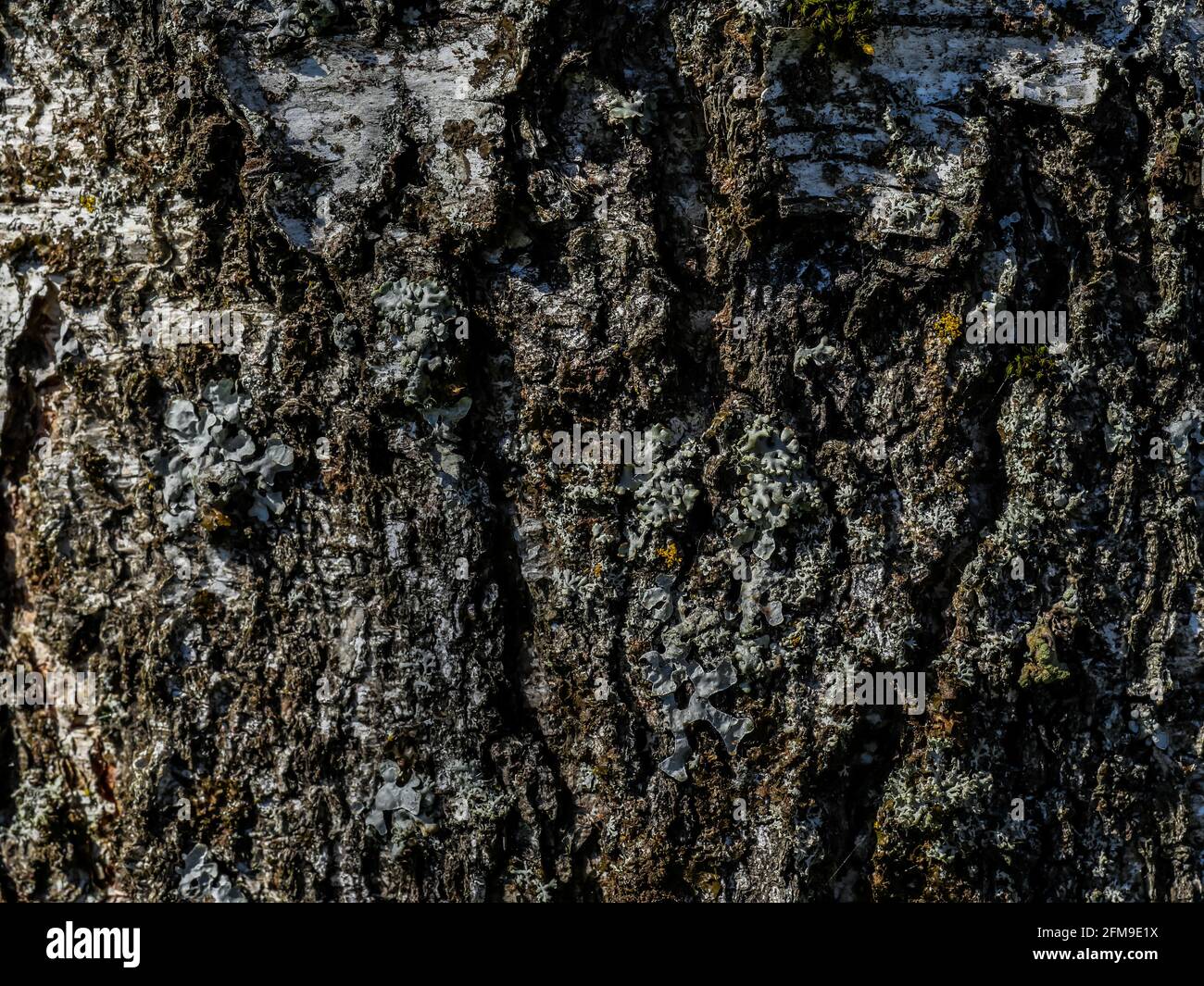 A seamless texture of tree bark - cool for wallpaper or background ...