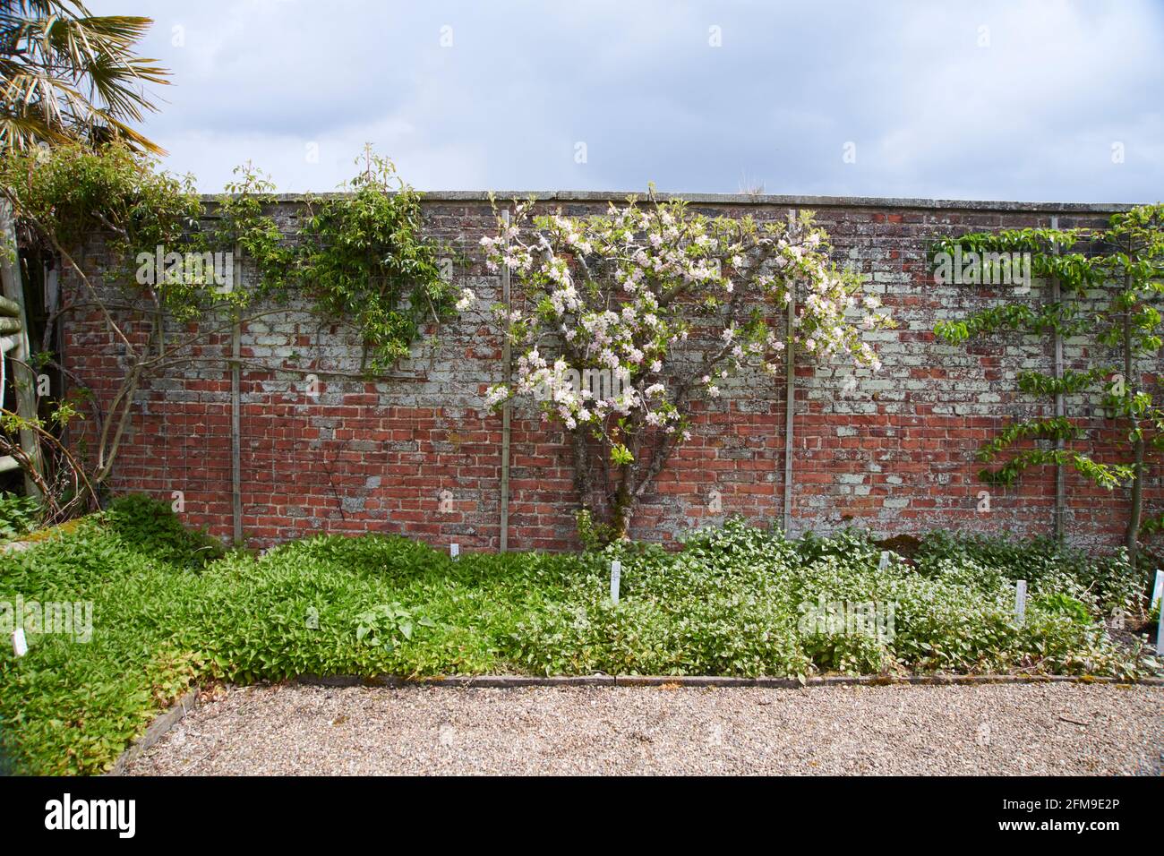 Malus domestica 'Bramley's Seedling Apple trees growing in an ...