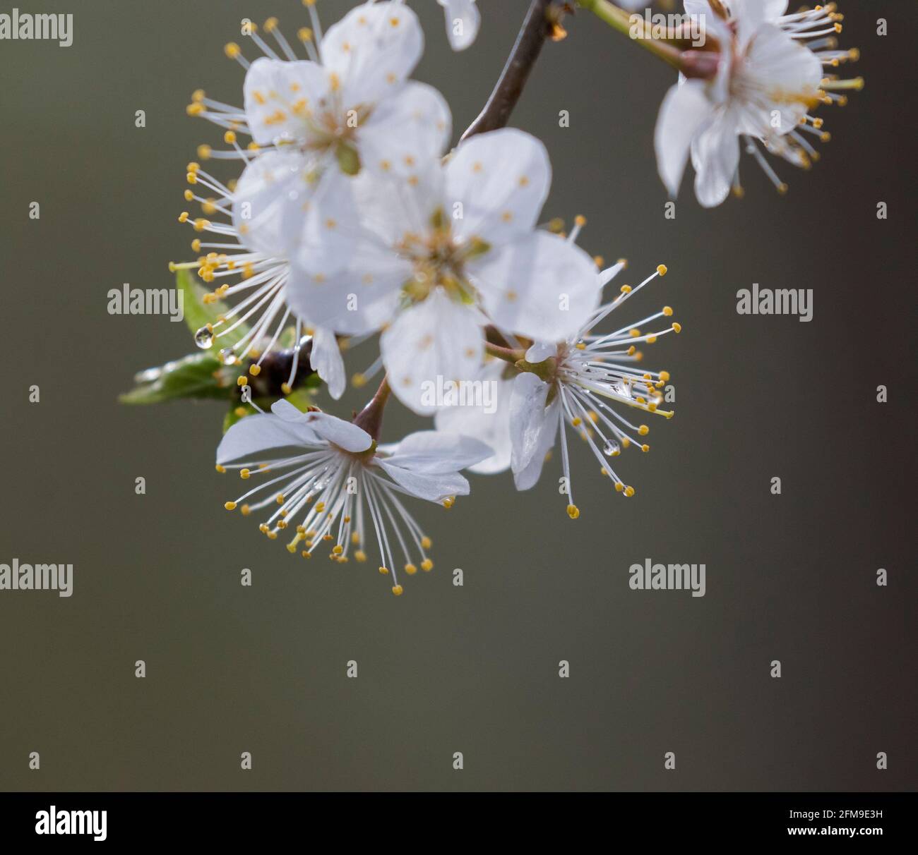 Prunus spinosa, called blackthorn or sloe flower Stock Photo - Alamy