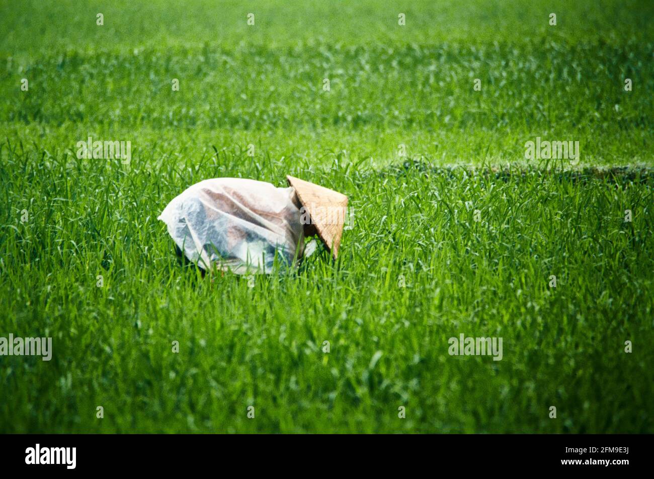 A woman wearing a straw hat and a cape against the rain works in a rice ...