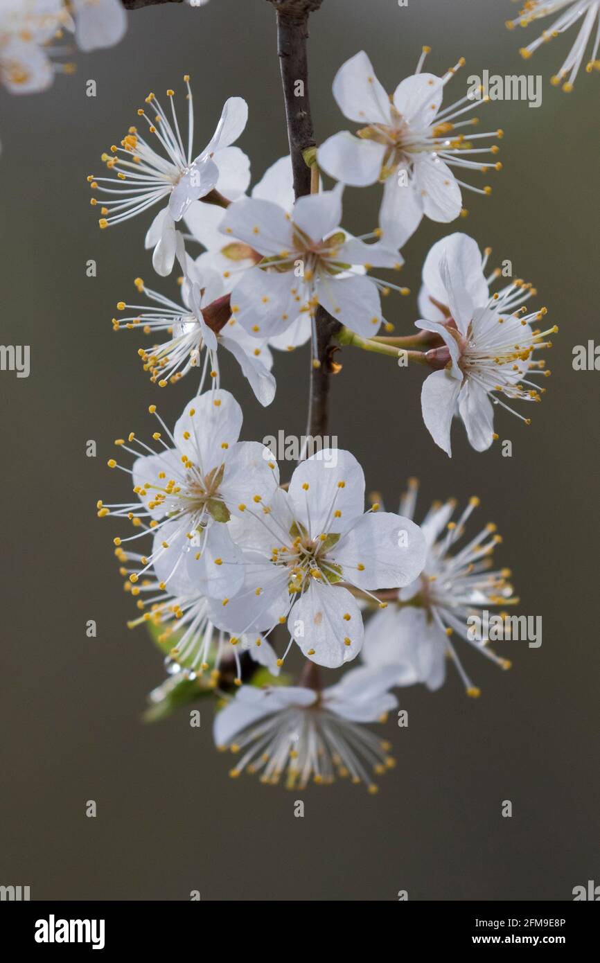 Prunus spinosa, called blackthorn or sloe flower Stock Photo - Alamy