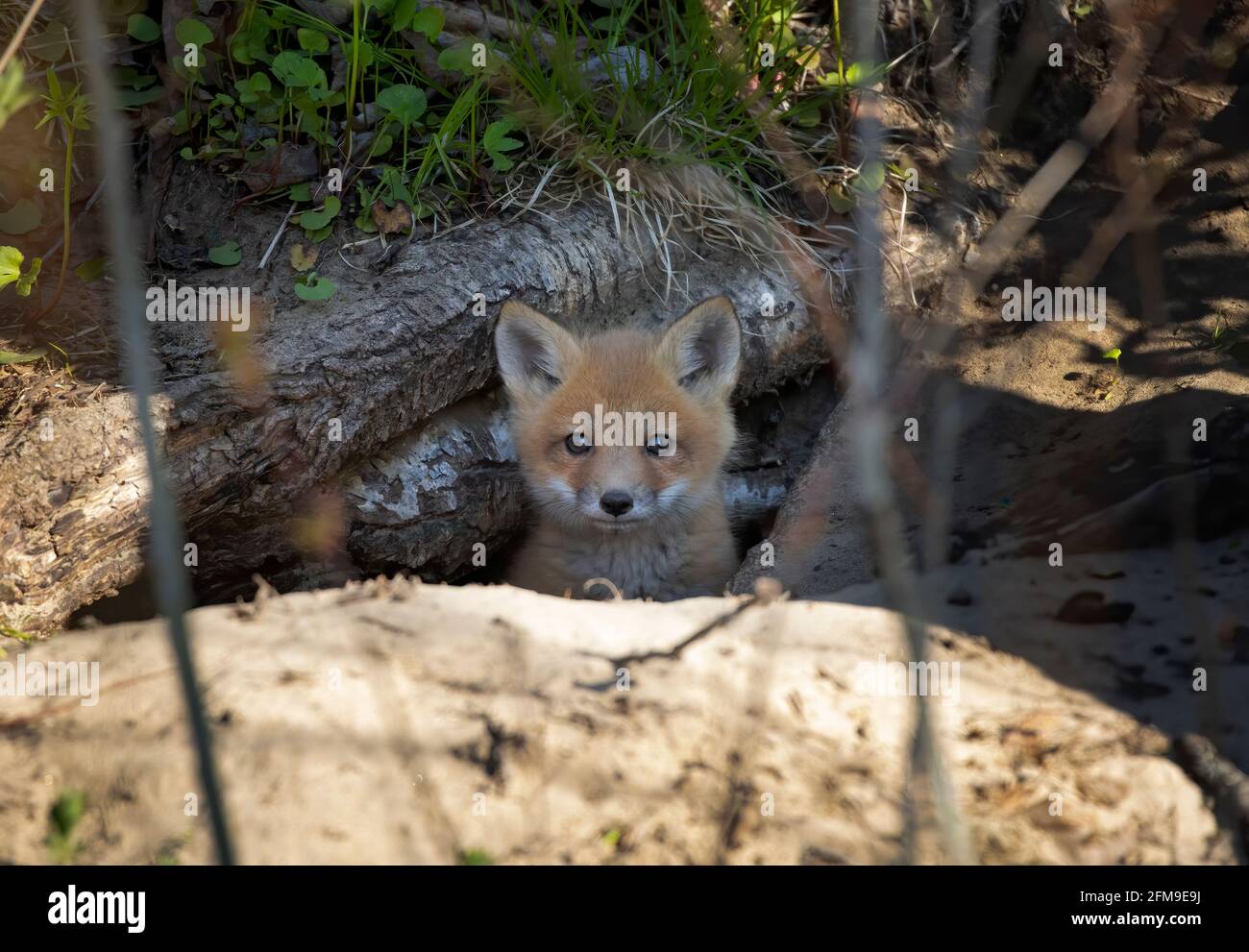 Red fox kit (Vulpes vulpes) coming out of its den deep in the forest in early spring in Canada ...