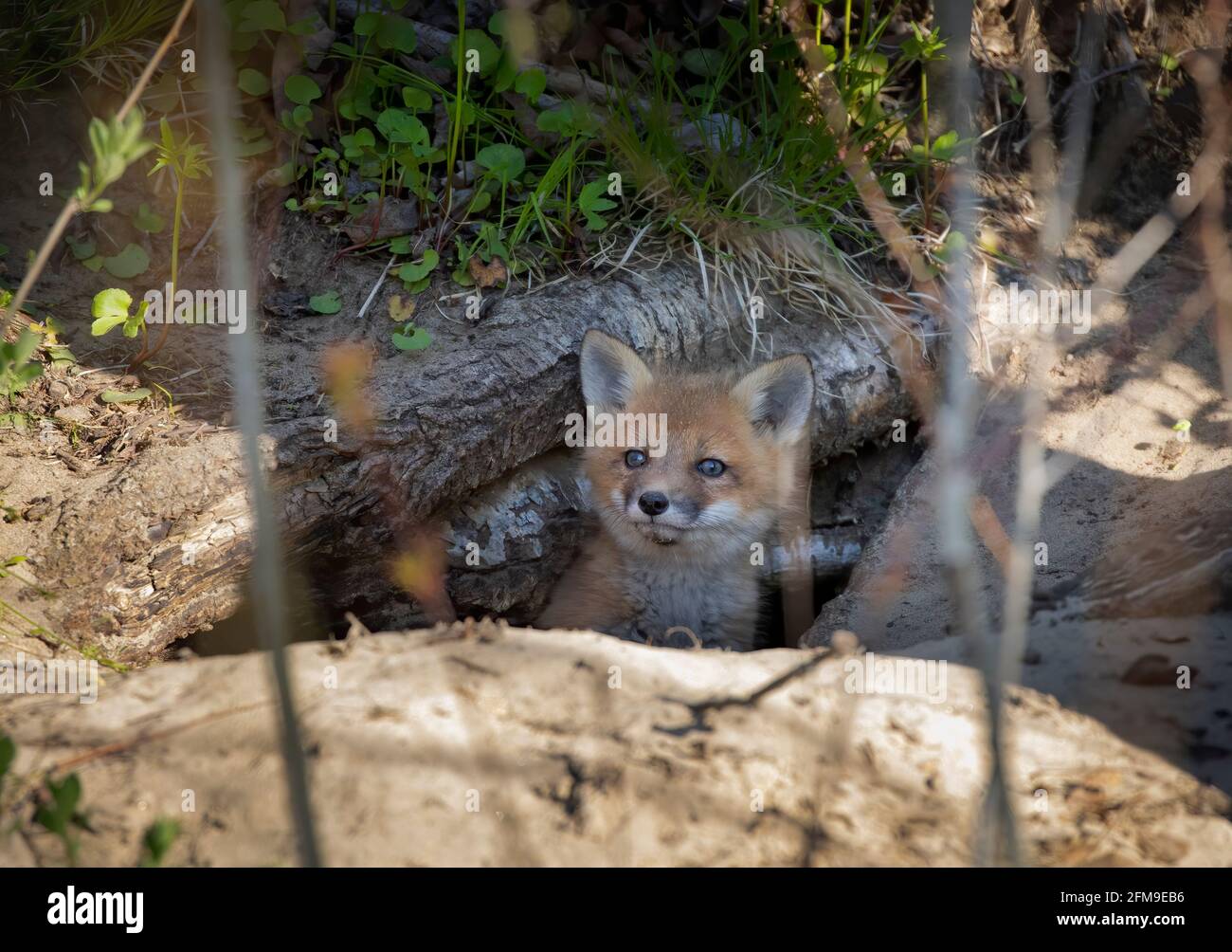 Red fox kit (Vulpes vulpes) coming out of its den deep in the forest in early spring in Canada ...
