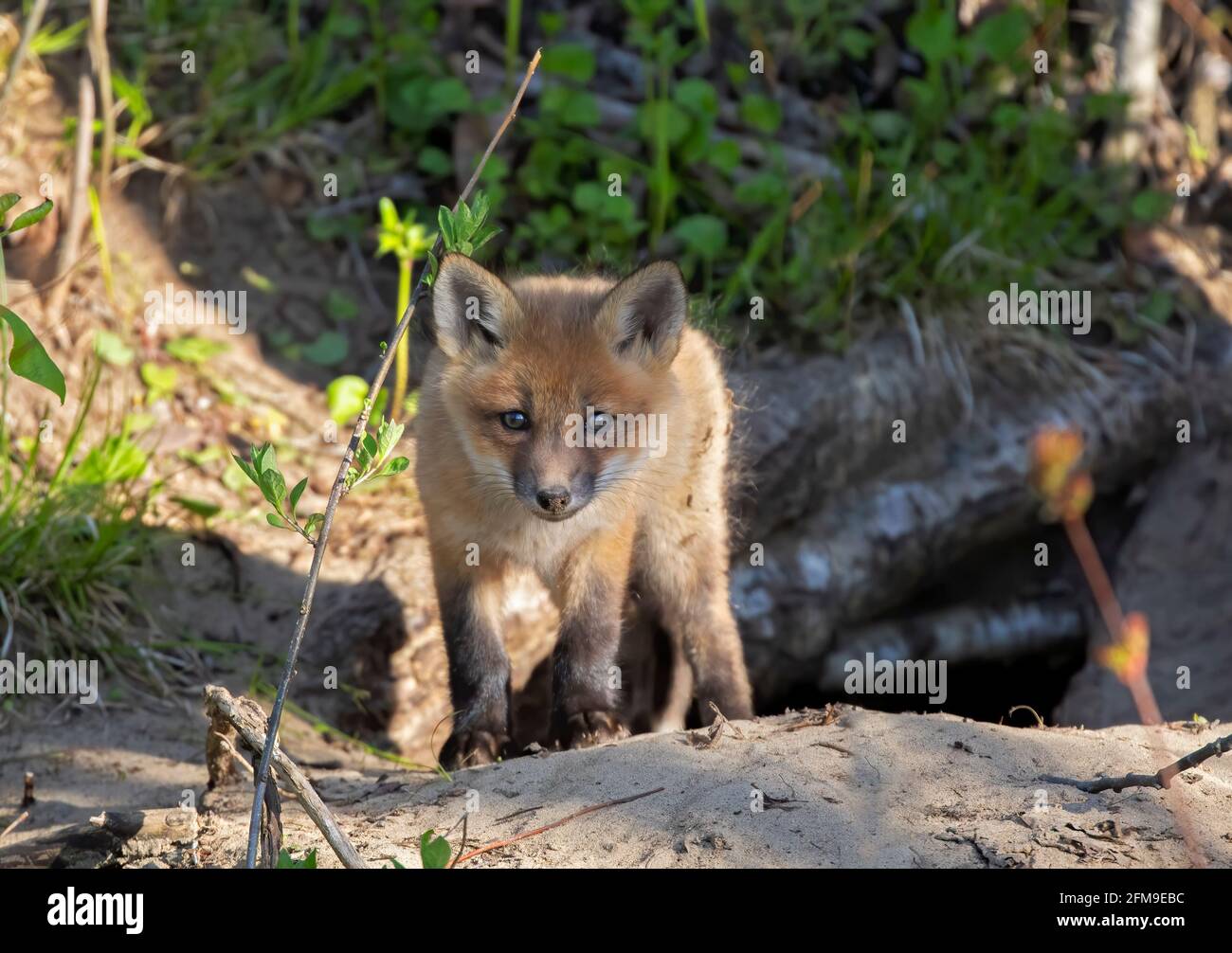Red fox kit (Vulpes vulpes) coming out of its den deep in the forest in early spring in Canada ...