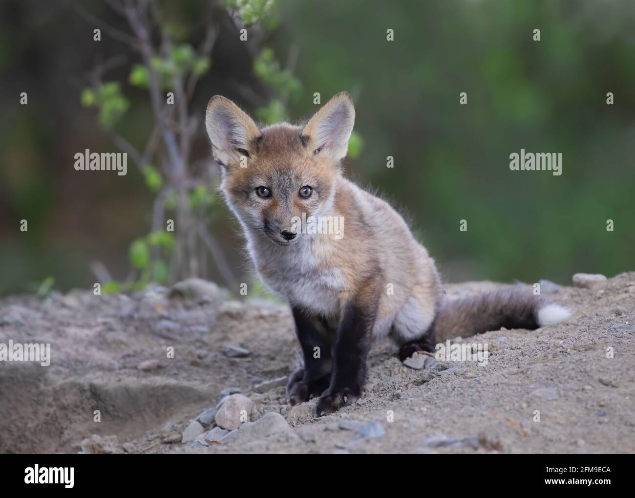 Red fox kit (Vulpes vulpes) coming out of its den deep in the forest in ...