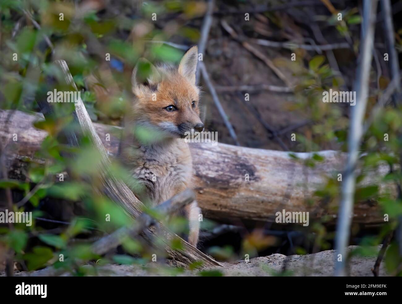 Red fox kit (Vulpes vulpes) coming out of its den deep in the forest in early spring in Canada ...