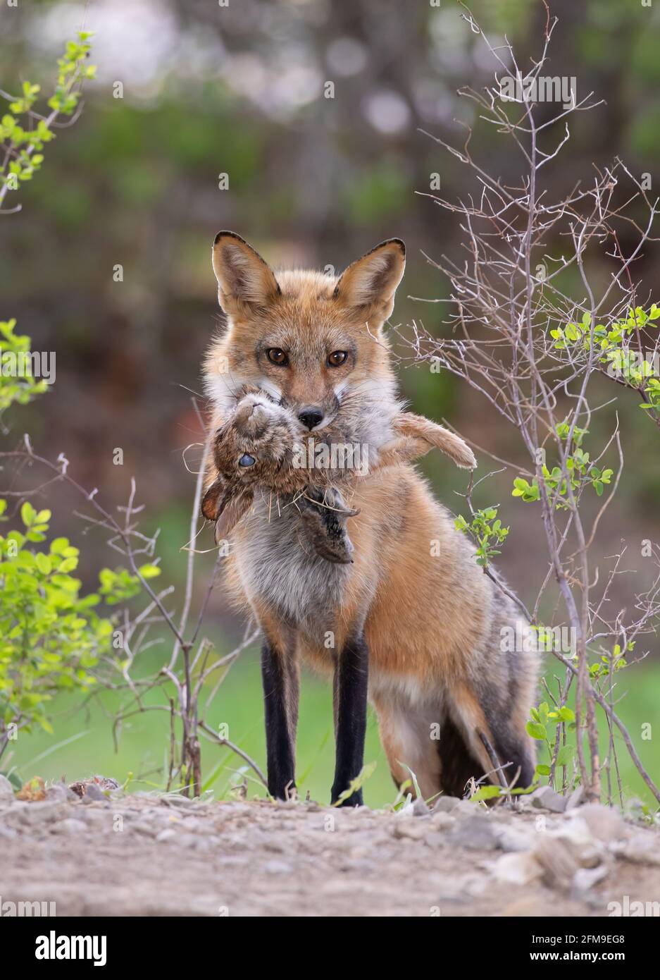 Red fox Vulpes vulpes with a rabbit and chipmunk in mouth for her kits ...