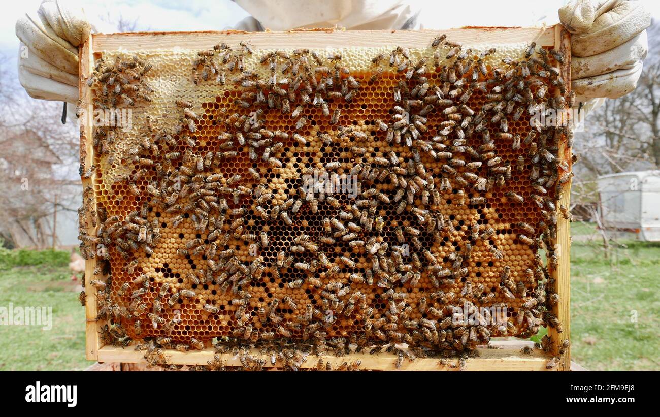 Cleaning bee hive hi-res stock photography and images - Alamy